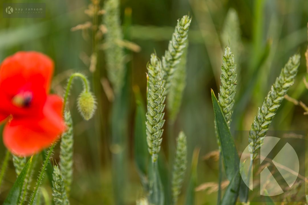 Farming Photography - Kay Ransom Photography