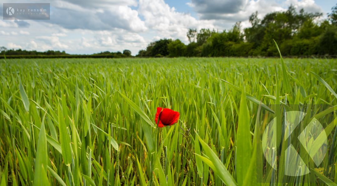Farming Photography - Kay Ransom Photography