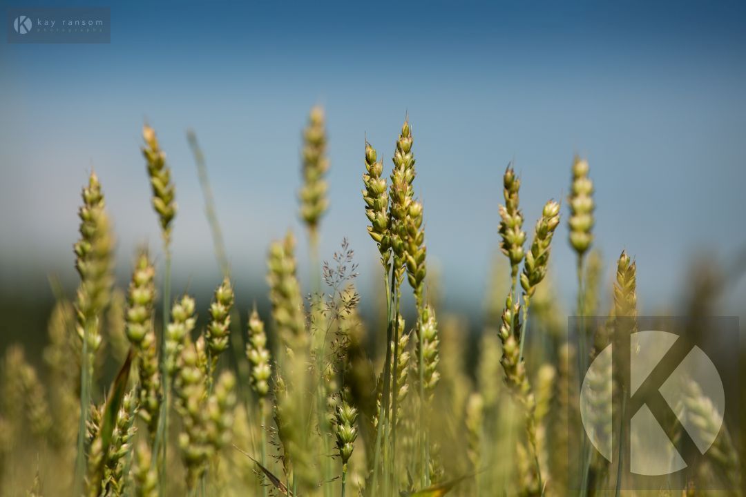 Farming Photography - Kay Ransom Photography